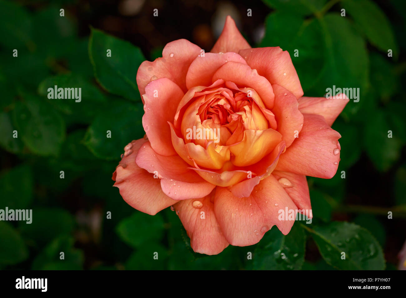 Fragrant Rose in Full Blossom. Washington Park Rose Garden, Portland ...