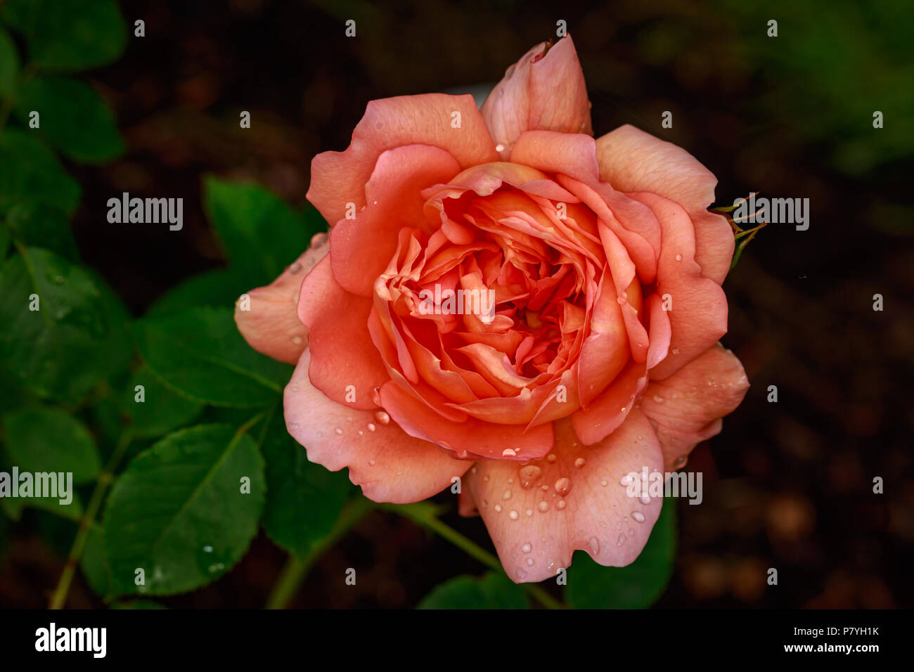 Fragrant Rose in Full Blossom. Washington Park Rose Garden, Portland ...