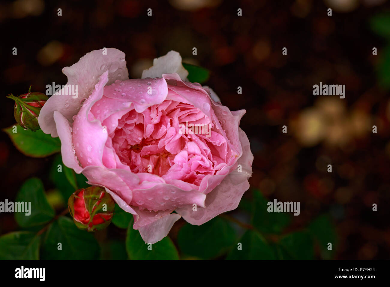 Fragrant Rose in Full Blossom. Washington Park Rose Garden, Portland ...
