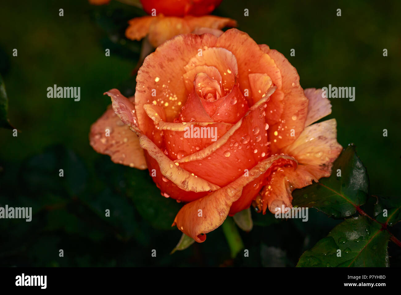 Fragrant Rose in Full Blossom. Washington Park Rose Garden, Portland ...