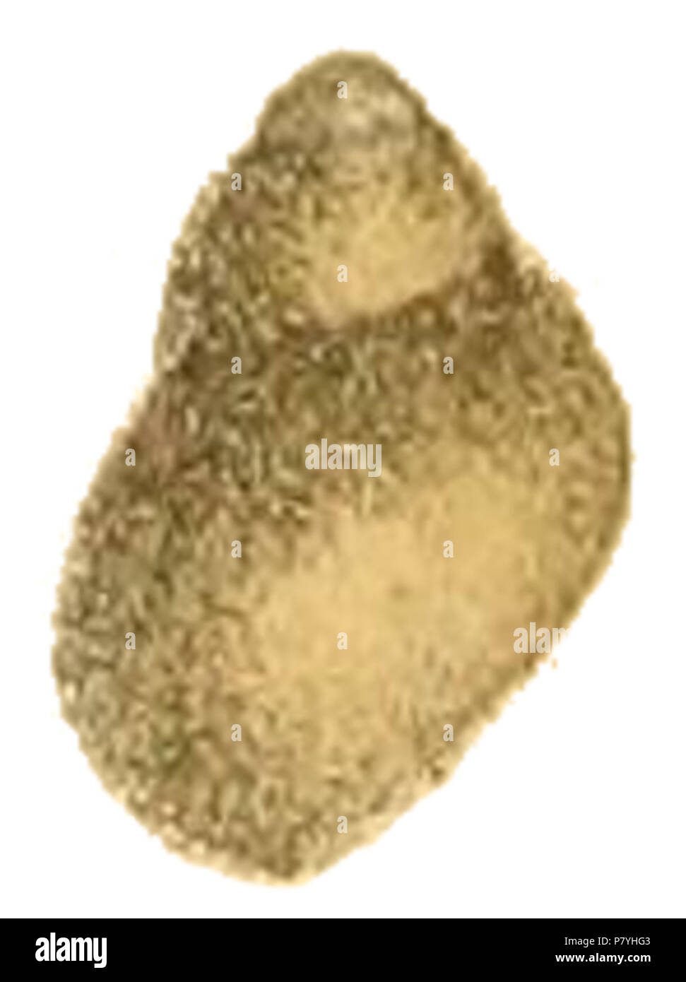 Shell taxonomy Cut Out Stock Images & Pictures - Alamy