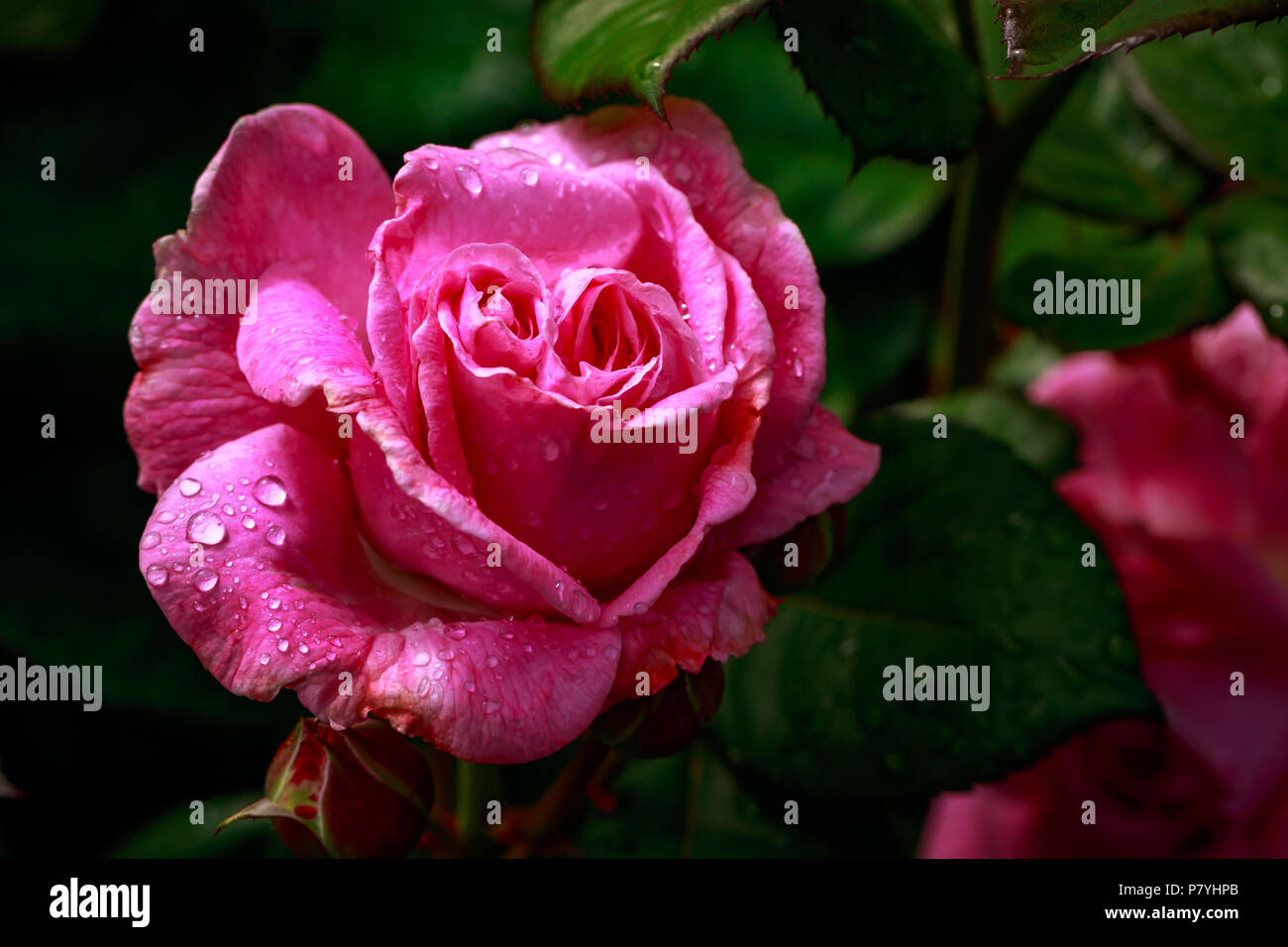 Fragrant Rose in Full Blossom. Washington Park Rose Garden, Portland ...