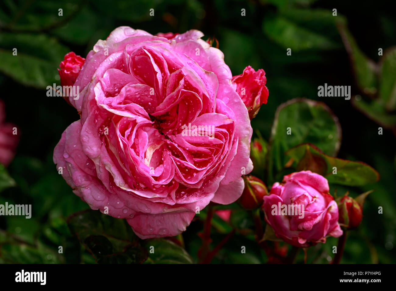 Fragrant Rose in Full Blossom. Washington Park Rose Garden, Portland ...