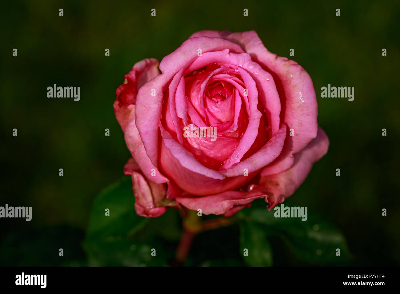 Fragrant Rose in Full Blossom. Washington Park Rose Garden, Portland ...