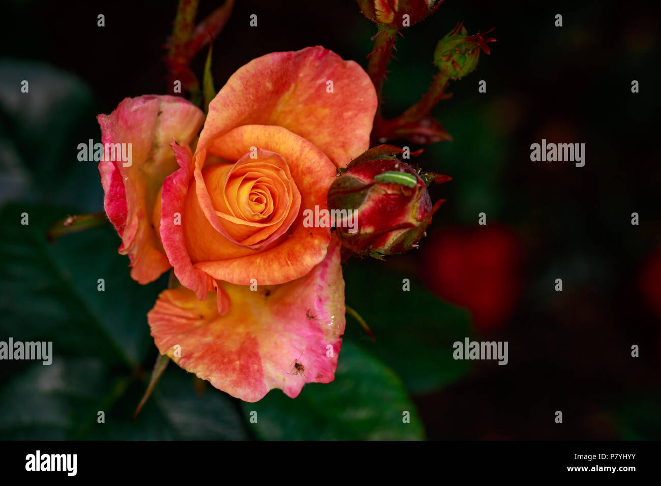 Fragrant Rose in Full Blossom. Washington Park Rose Garden, Portland ...