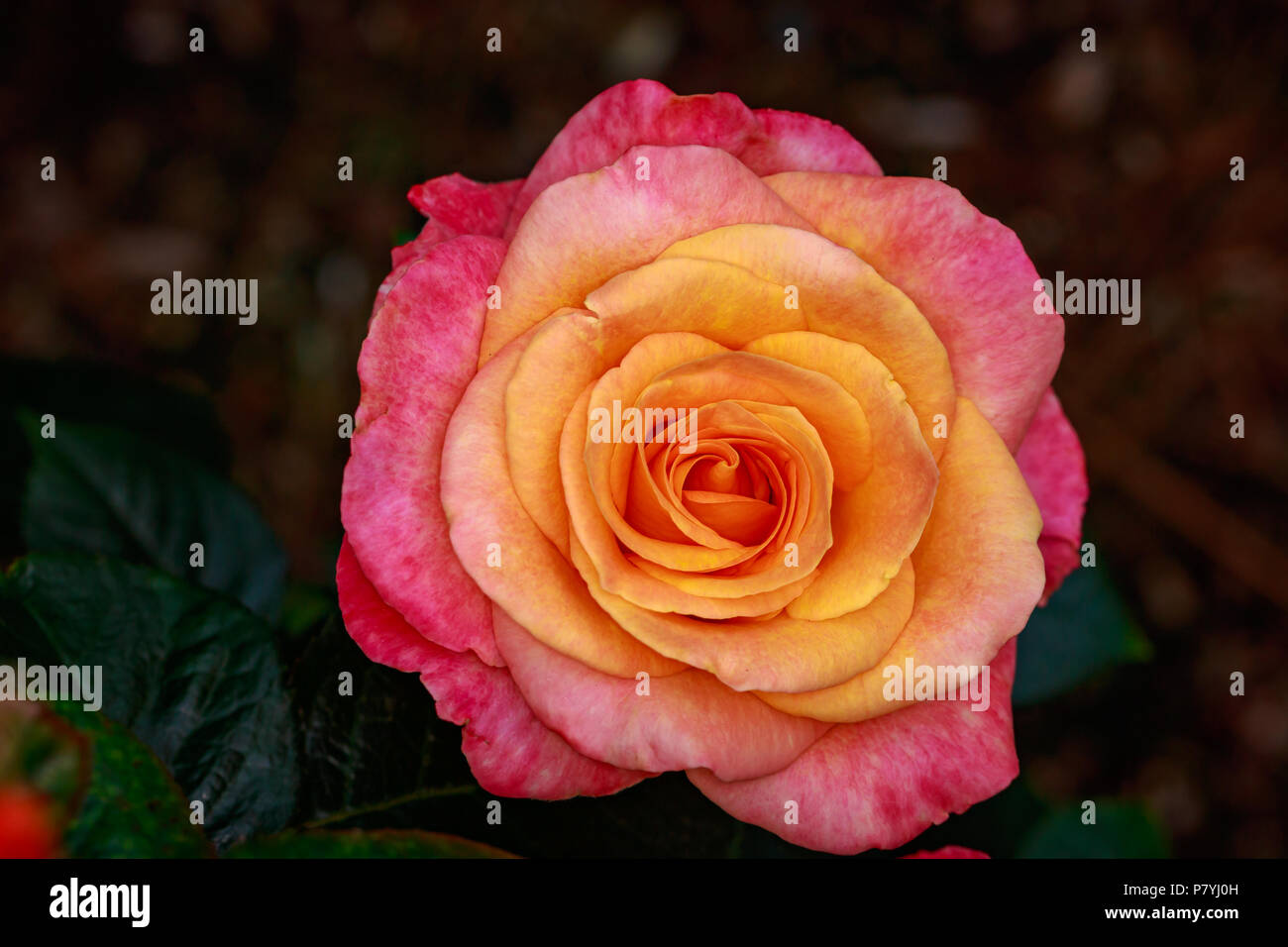 Fragrant Rose in Full Blossom. Washington Park Rose Garden, Portland ...
