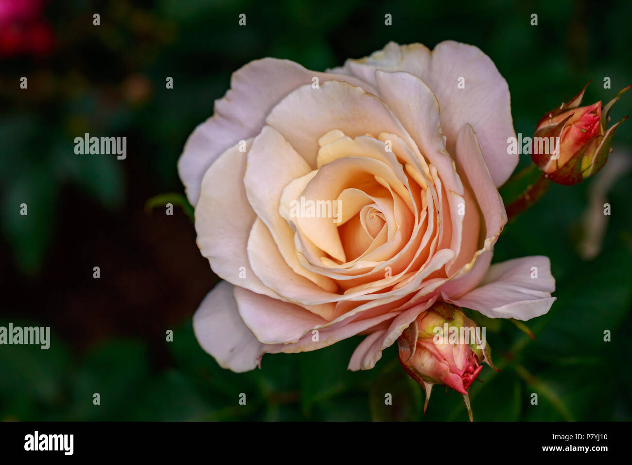 Fragrant Rose in Full Blossom. Washington Park Rose Garden, Portland ...