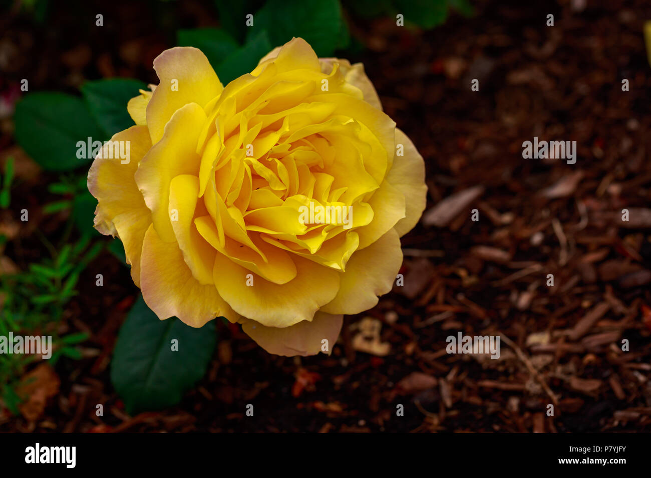 Fragrant Rose in Full Blossom. Washington Park Rose Garden, Portland ...
