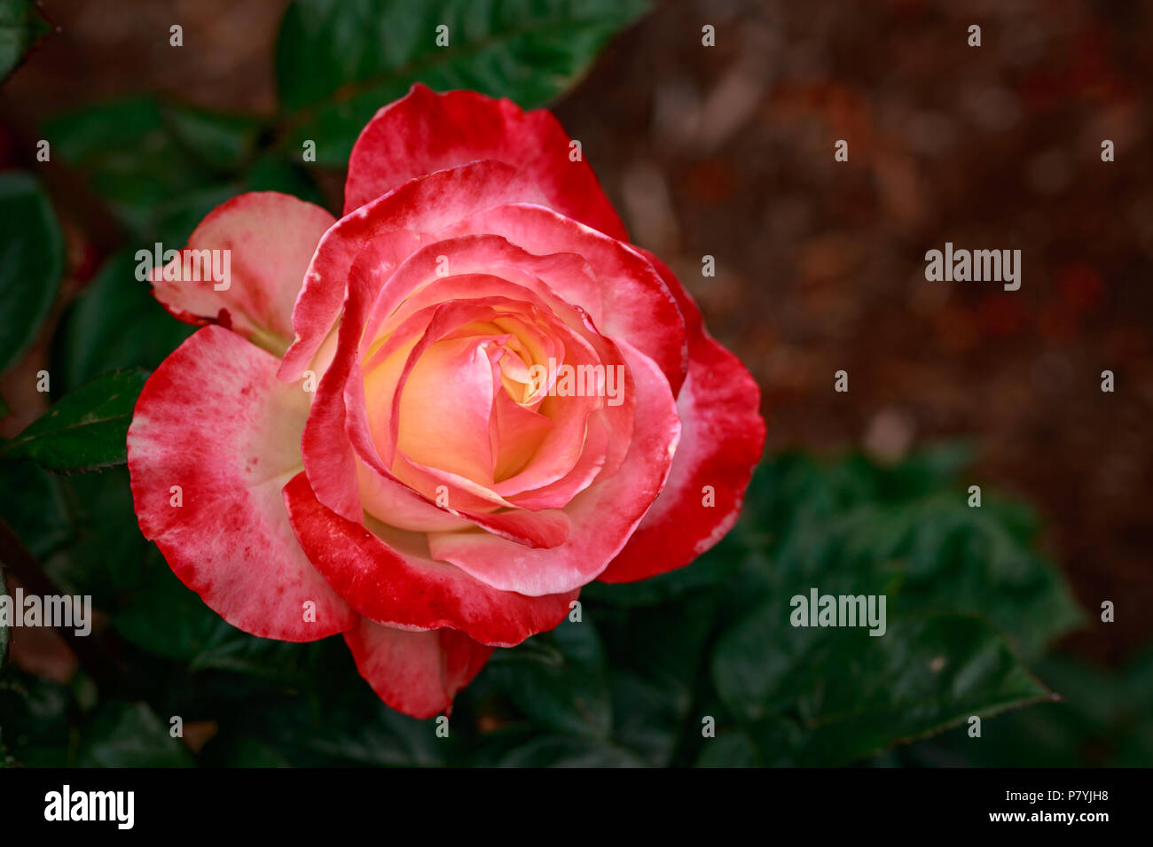 Fragrant Rose in Full Blossom. Washington Park Rose Garden, Portland ...