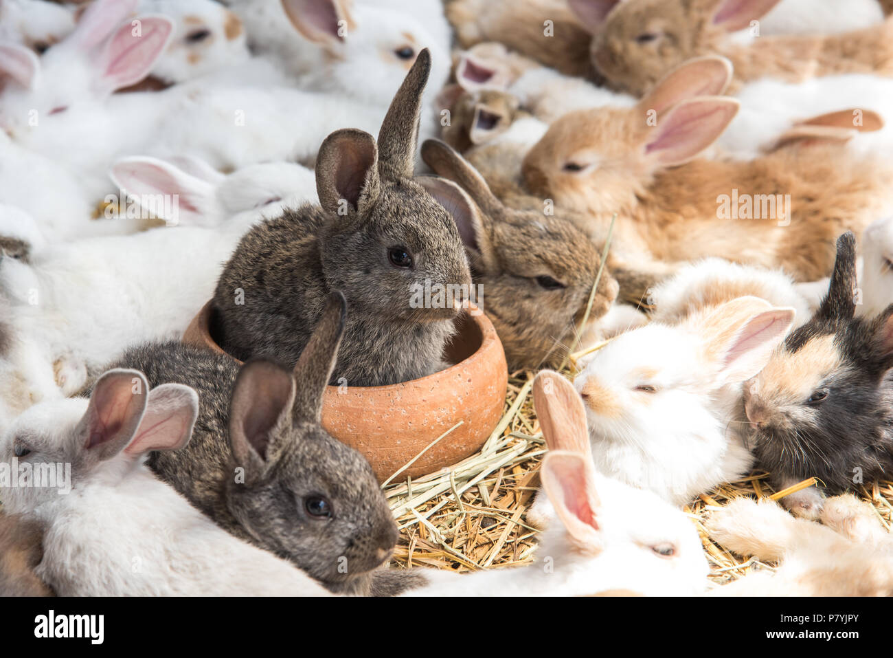 Therapeutic pet hi-res stock photography and images - Alamy