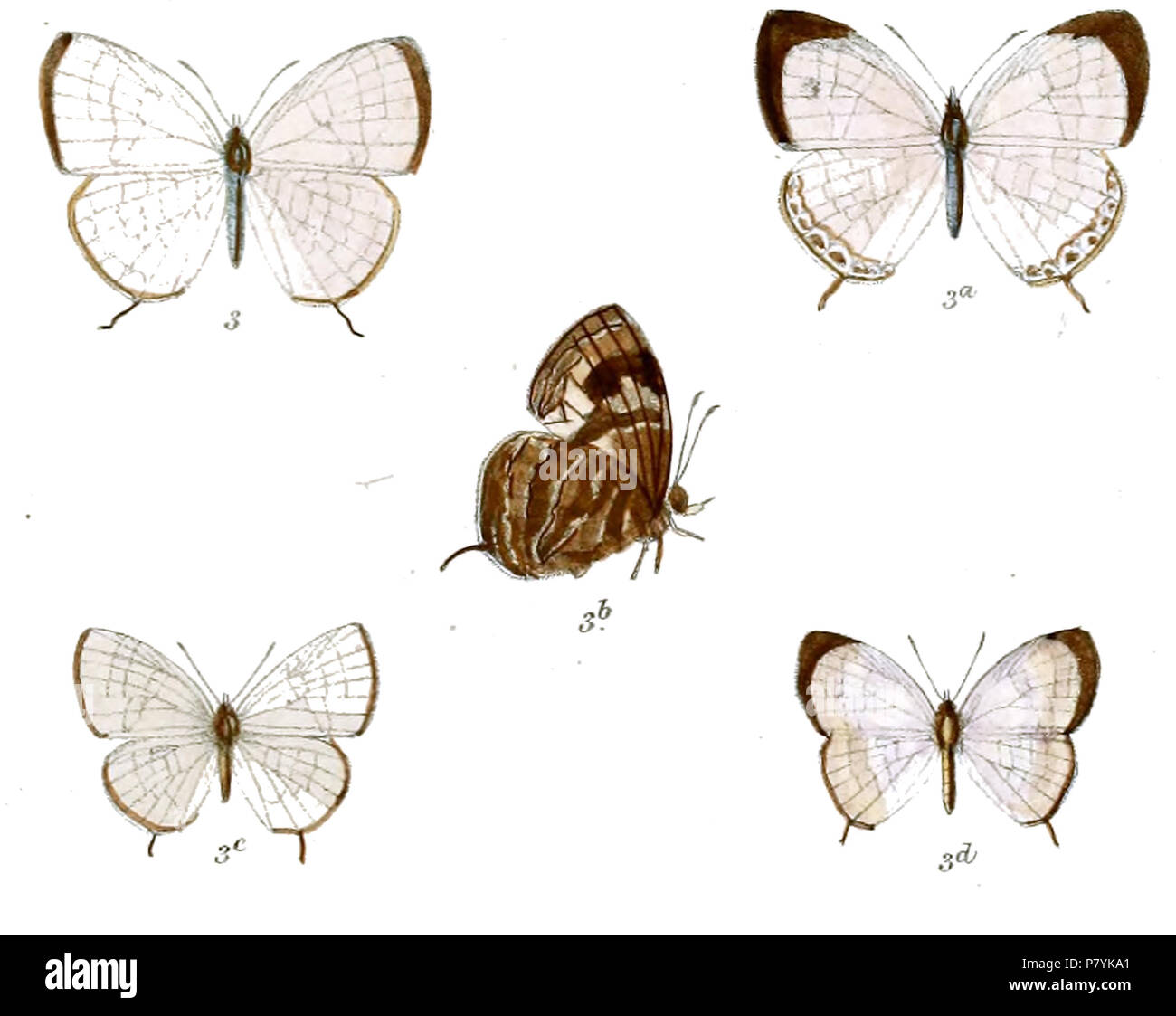Importance of entomological study Cut Out Stock Images & Pictures - Alamy