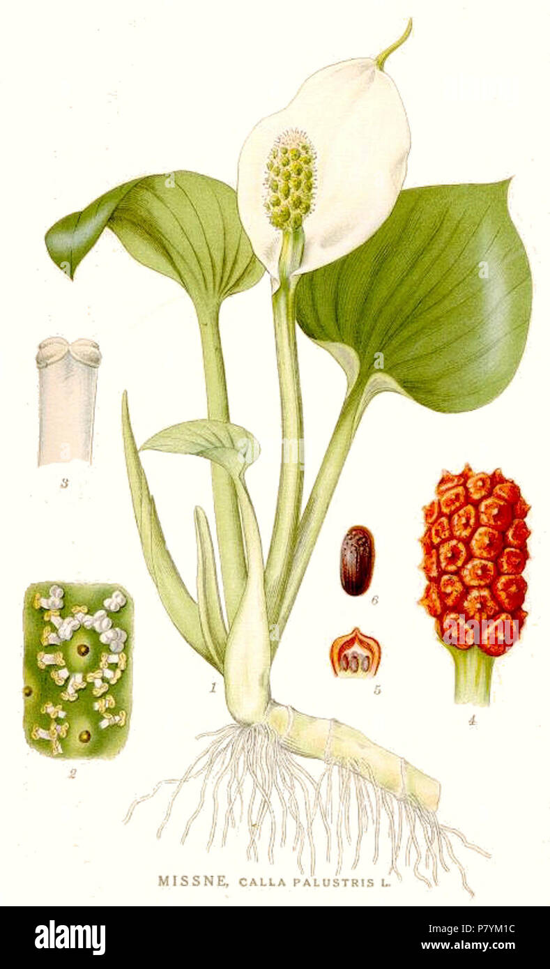 Calla historical hi-res stock photography and images - Alamy