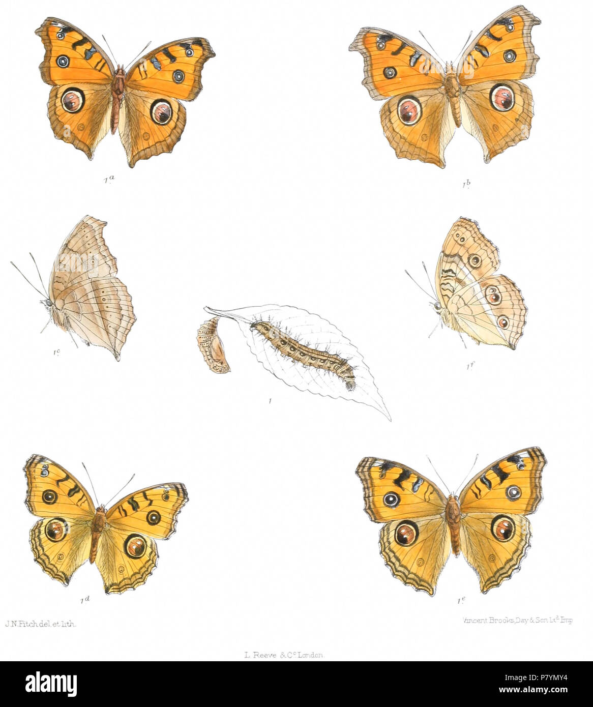 Junonia species hi-res stock photography and images - Alamy
