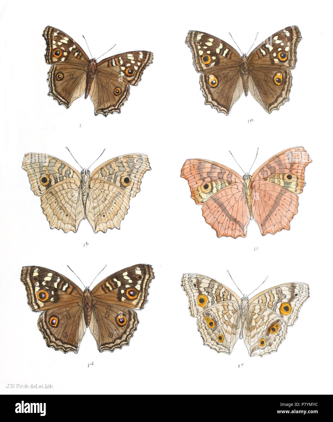 Junonia species hi-res stock photography and images - Alamy
