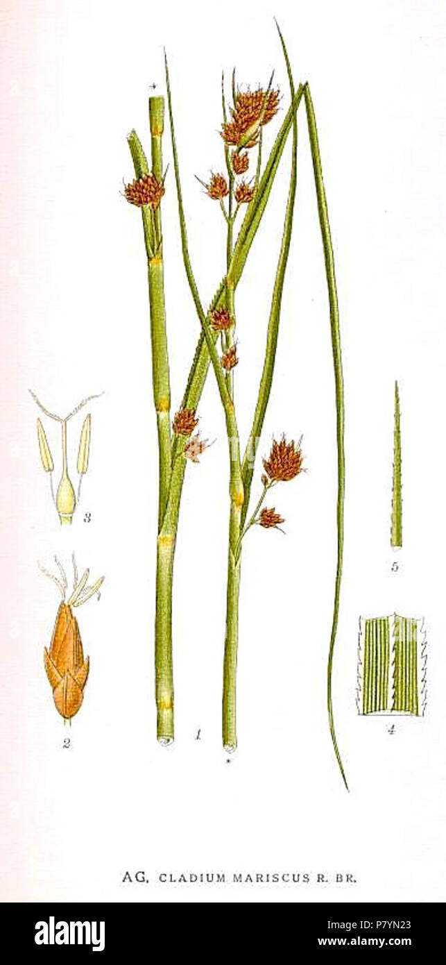 Cladium mariscus hi-res stock photography and images - Alamy