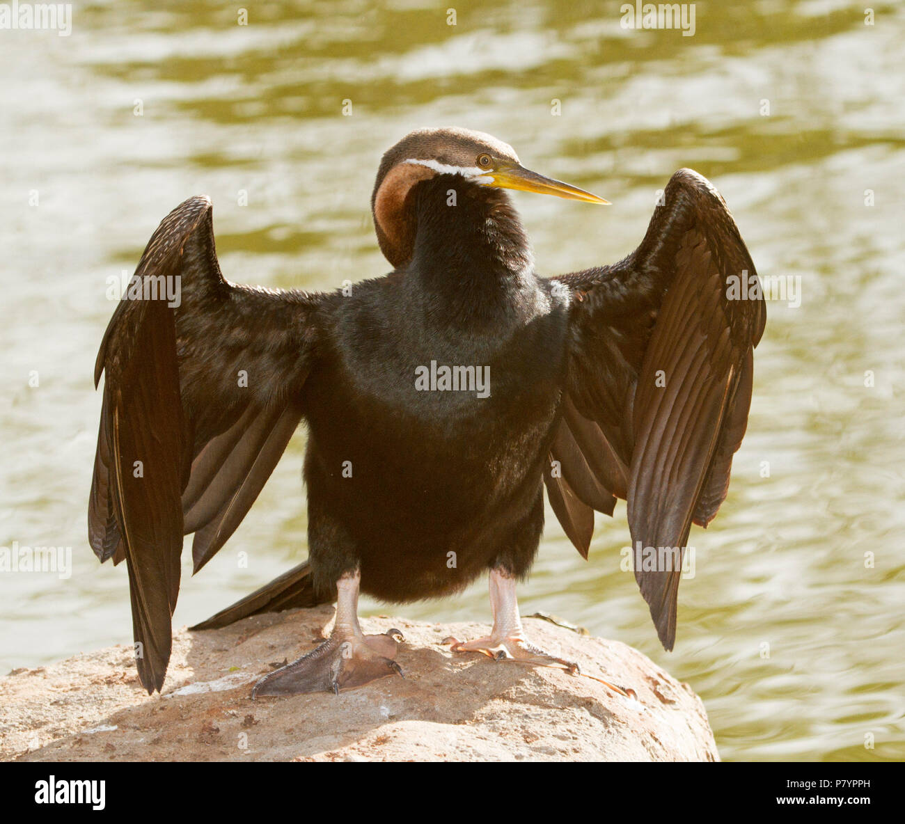 Male Australian snake-necked darter, Anhinga novaehollandiae, with ...
