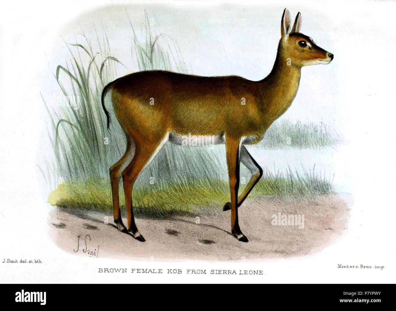 Kobus kob kob Cut Out Stock Images & Pictures - Alamy