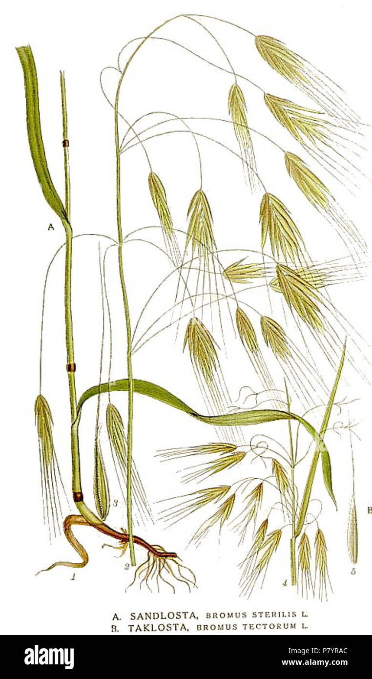 Bromus Tectorum High Resolution Stock Photography and Images - Alamy