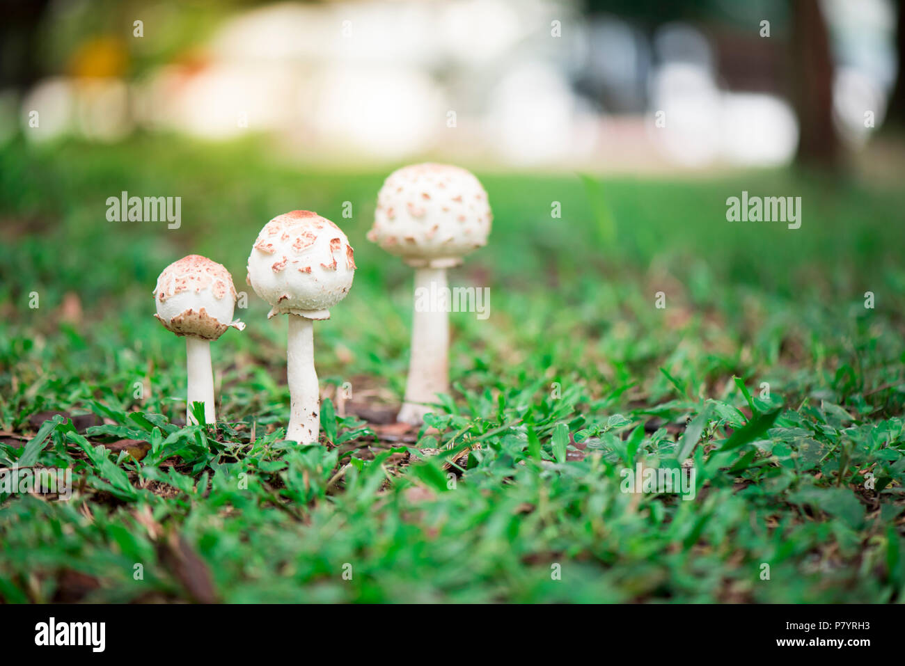 Puffball mushrooms growing on tree hi-res stock photography and images ...
