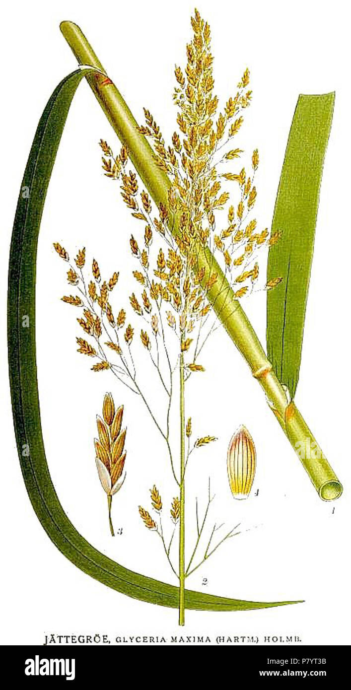 Glyceria maxima hi-res stock photography and images - Alamy