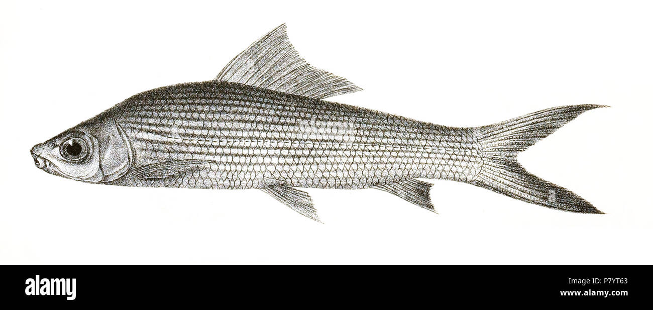 The species names / identity need verification - original names from ...