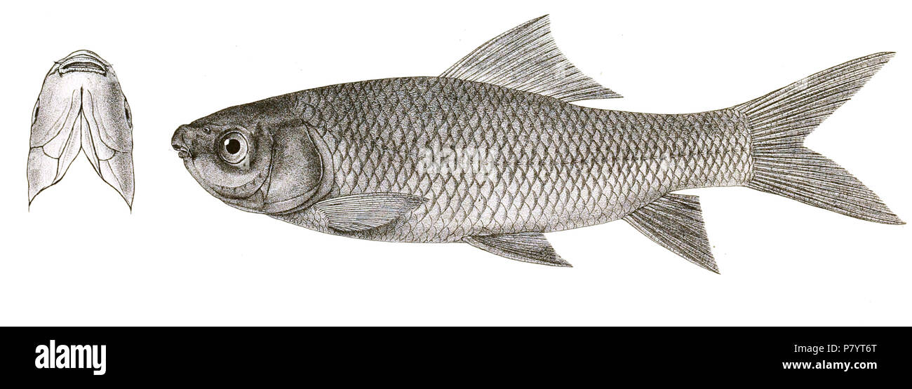 The species names / identity need verification - original names from ...