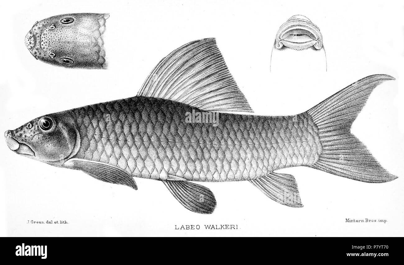 Parvus hi-res stock photography and images - Alamy