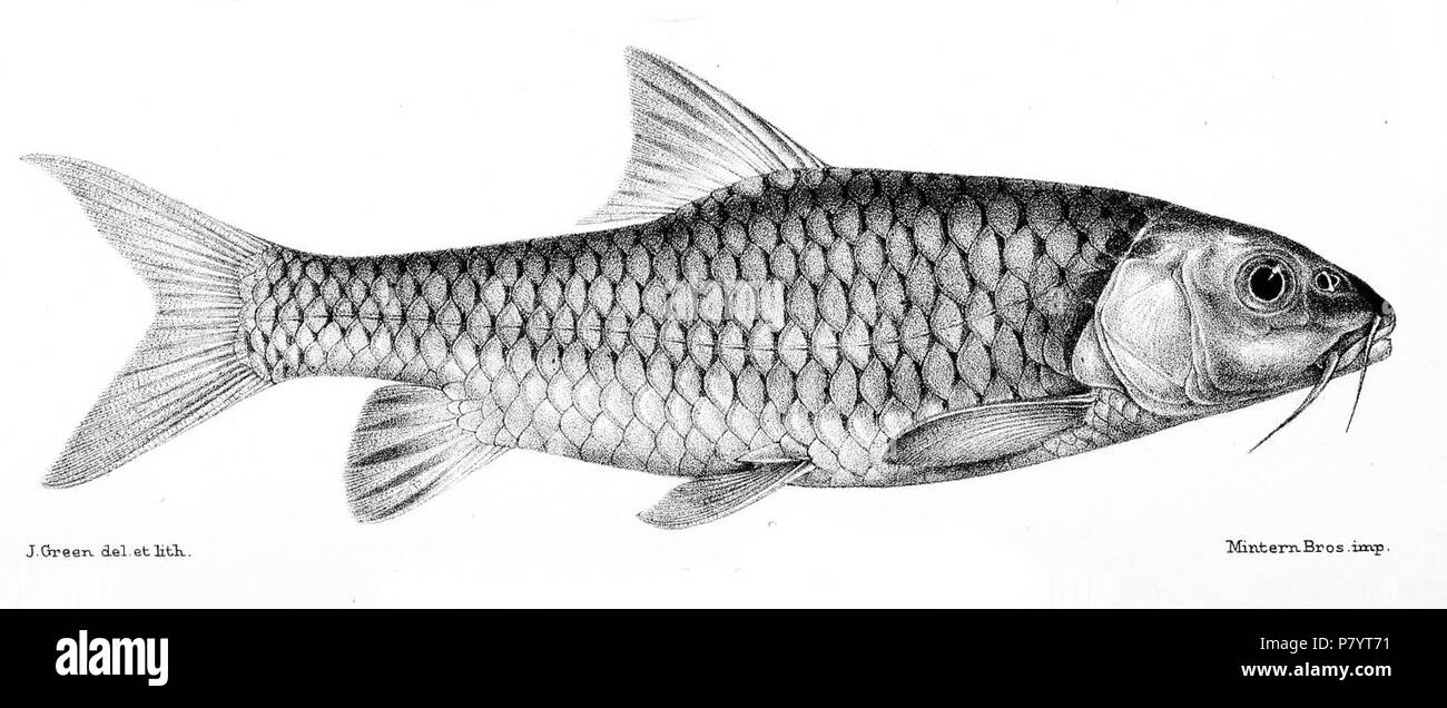 Labeobarbus batesii . 1903 239 Labeobarbus batesii Stock Photo - Alamy