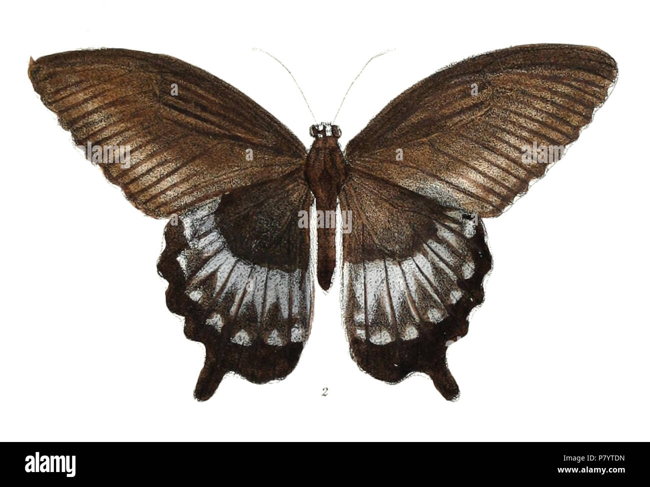 Walkeri hi-res stock photography and images - Alamy