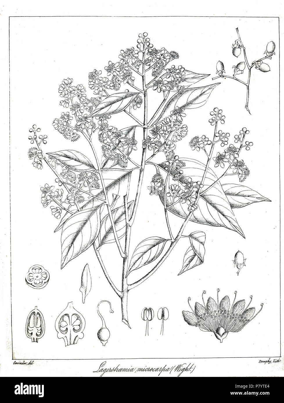 Lagerstroemia microcarpa . 1873 240 Lagerstroemia microcarpa Govindoo ...