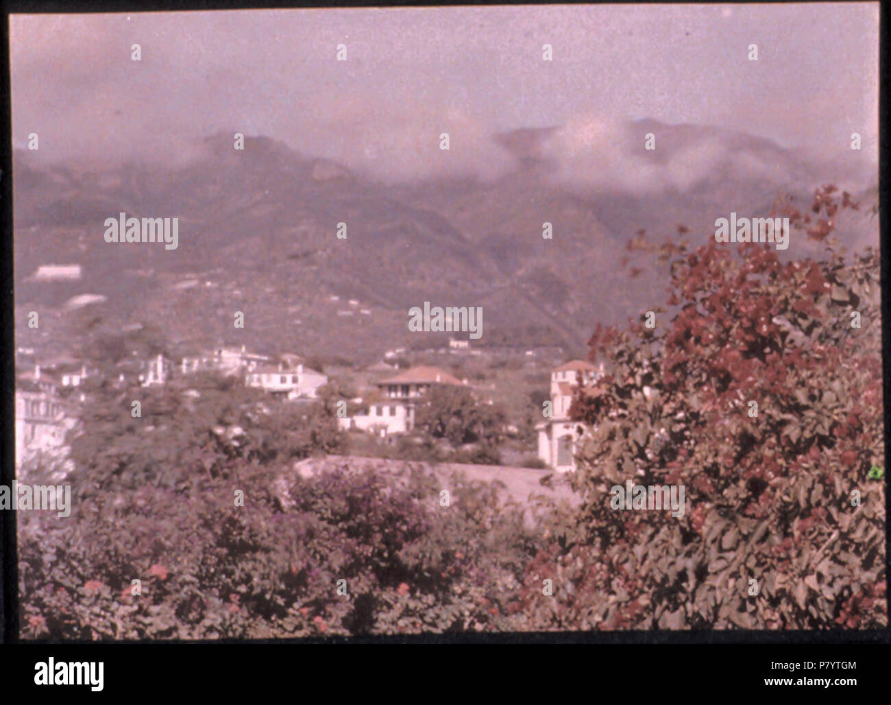 Colour Photograph (Autochrome) of a Landscape in Madeira, by Sarah ...