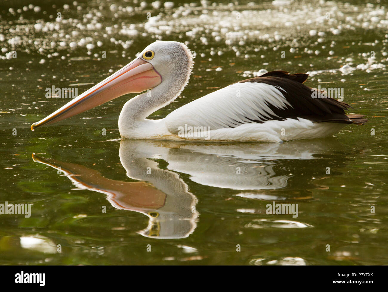 Australian pelican bird wildlife hi-res stock photography and images ...