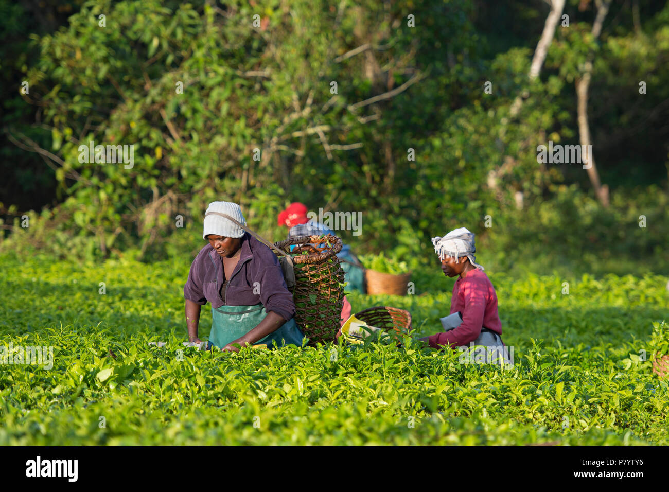 African women tea collecting hi-res stock photography and images - Alamy