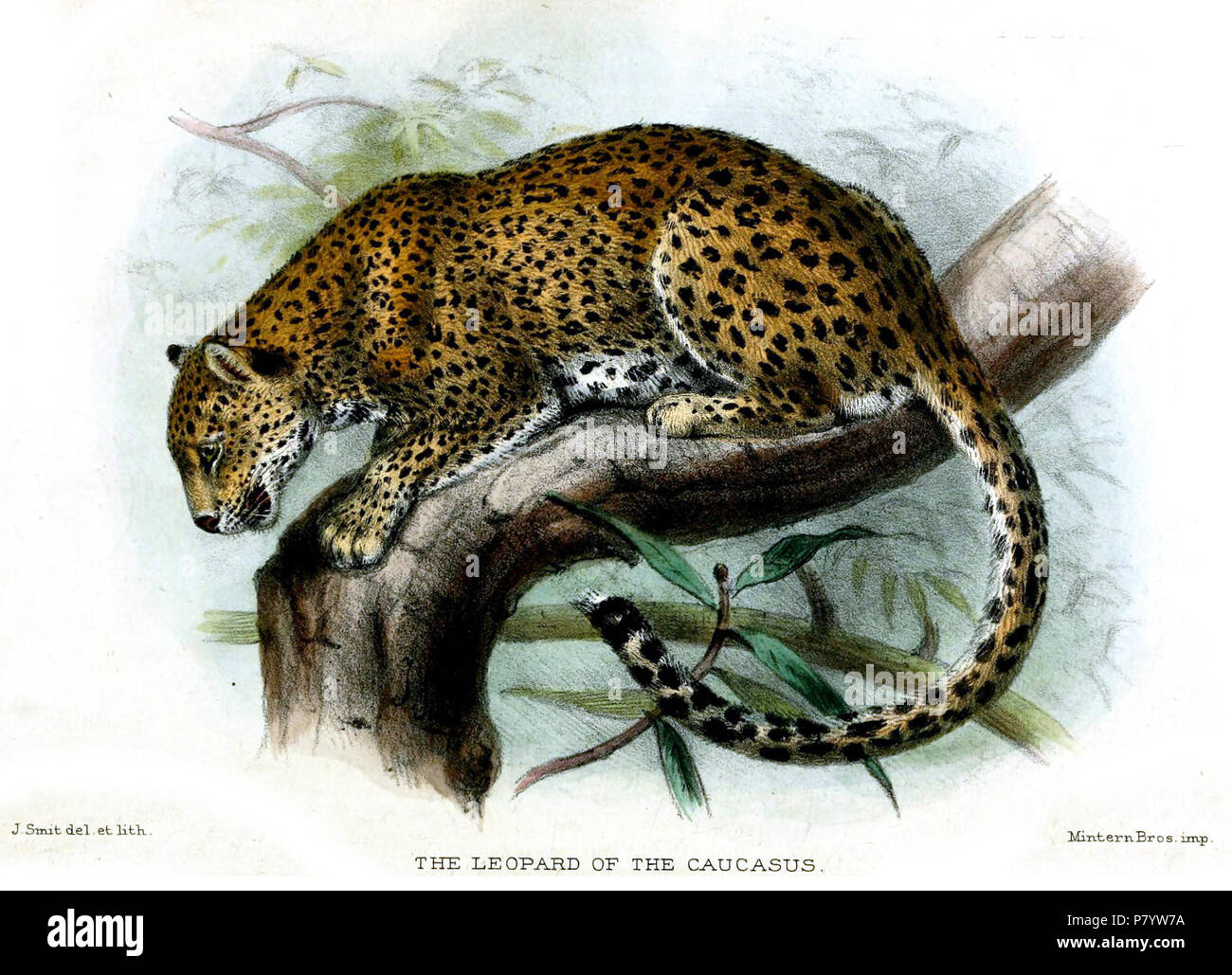 Leopard from the Caucasus . 1899 243 LeopardSmit Stock Photo - Alamy