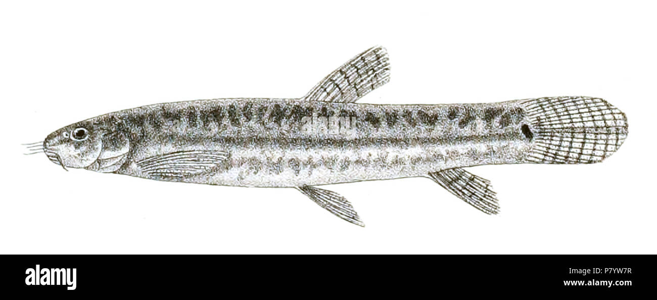 Balgara hi-res stock photography and images - Alamy