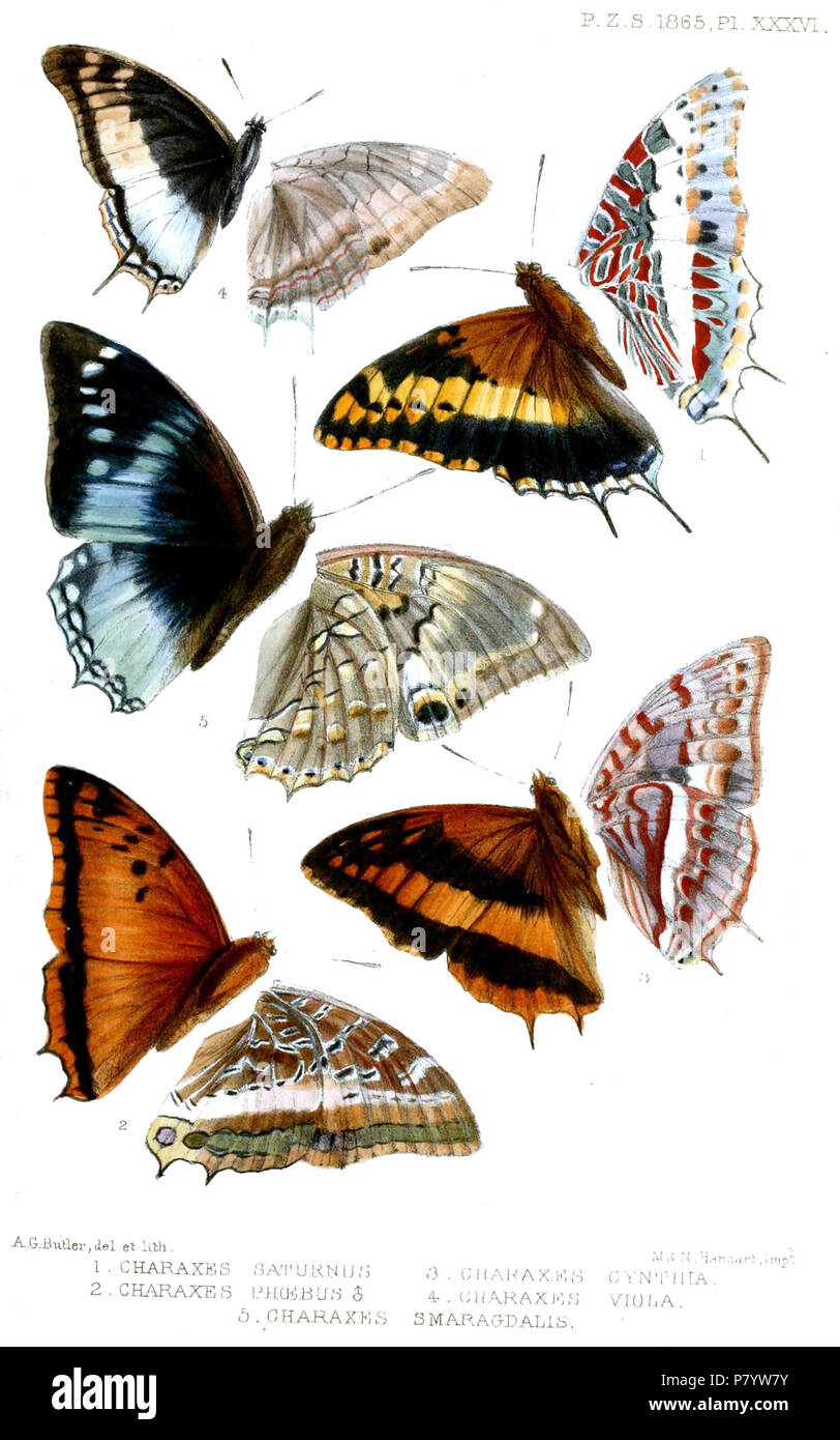 5 butterflies hi-res stock photography and images - Alamy