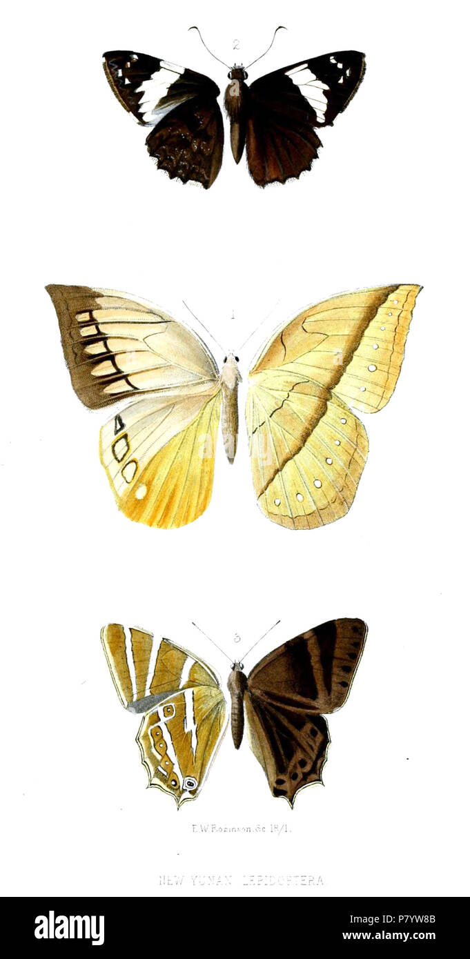 Æmona lena = Aemona lena lena (Atkinson, [1872]) Plesioneura liliana ...