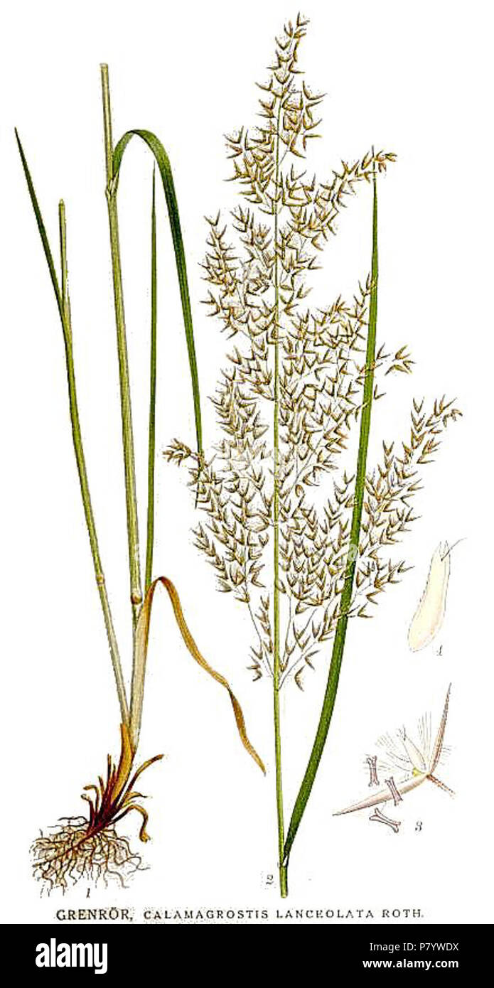 Calamagrostis lanceolata hi-res stock photography and images - Alamy