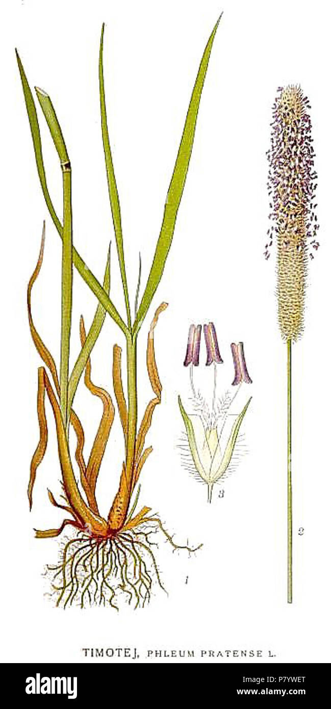 471 Phleum pratense Stock Photo - Alamy