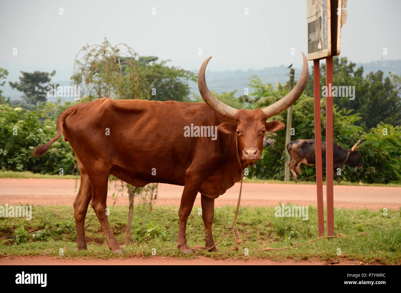 African cow hi-res stock photography and images - Alamy