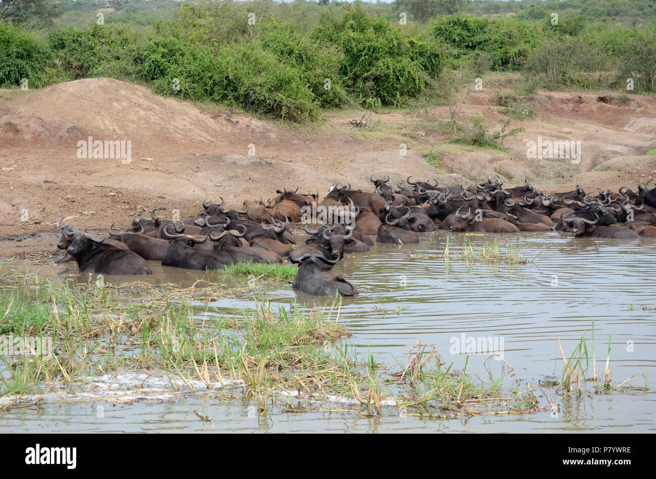 African water buffalo hi-res stock photography and images - Alamy