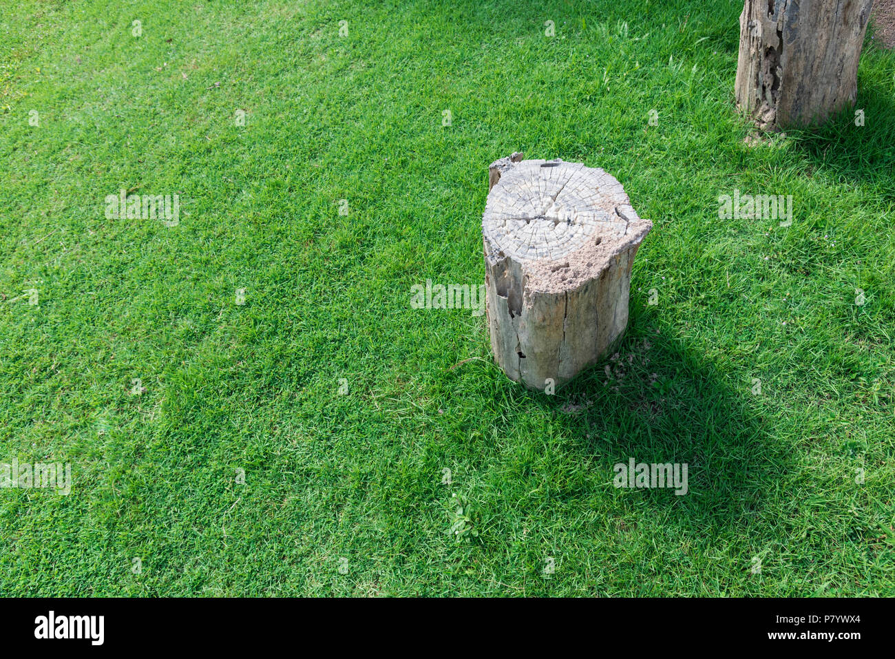 Cut tree on green grass field. Stump background with copy space. Nature ...