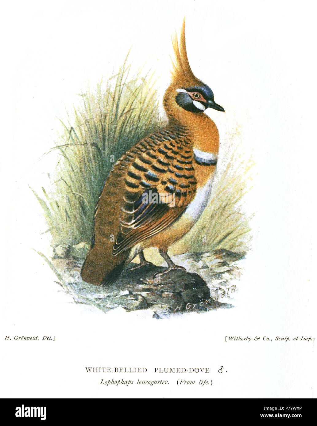 Geophaps plumifera (Orig. Lophophaps leucogaster) . 1906 249 ...
