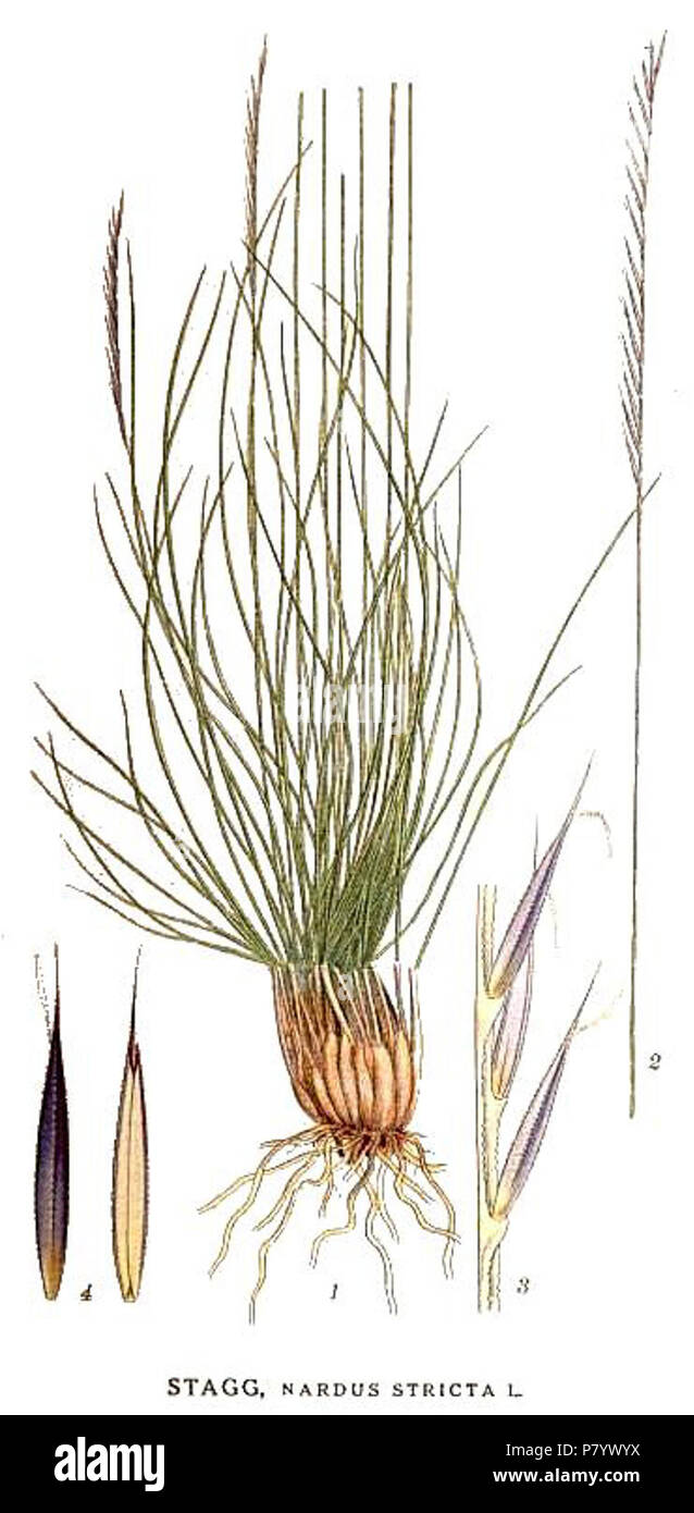 Nardus stricta hi-res stock photography and images - Alamy