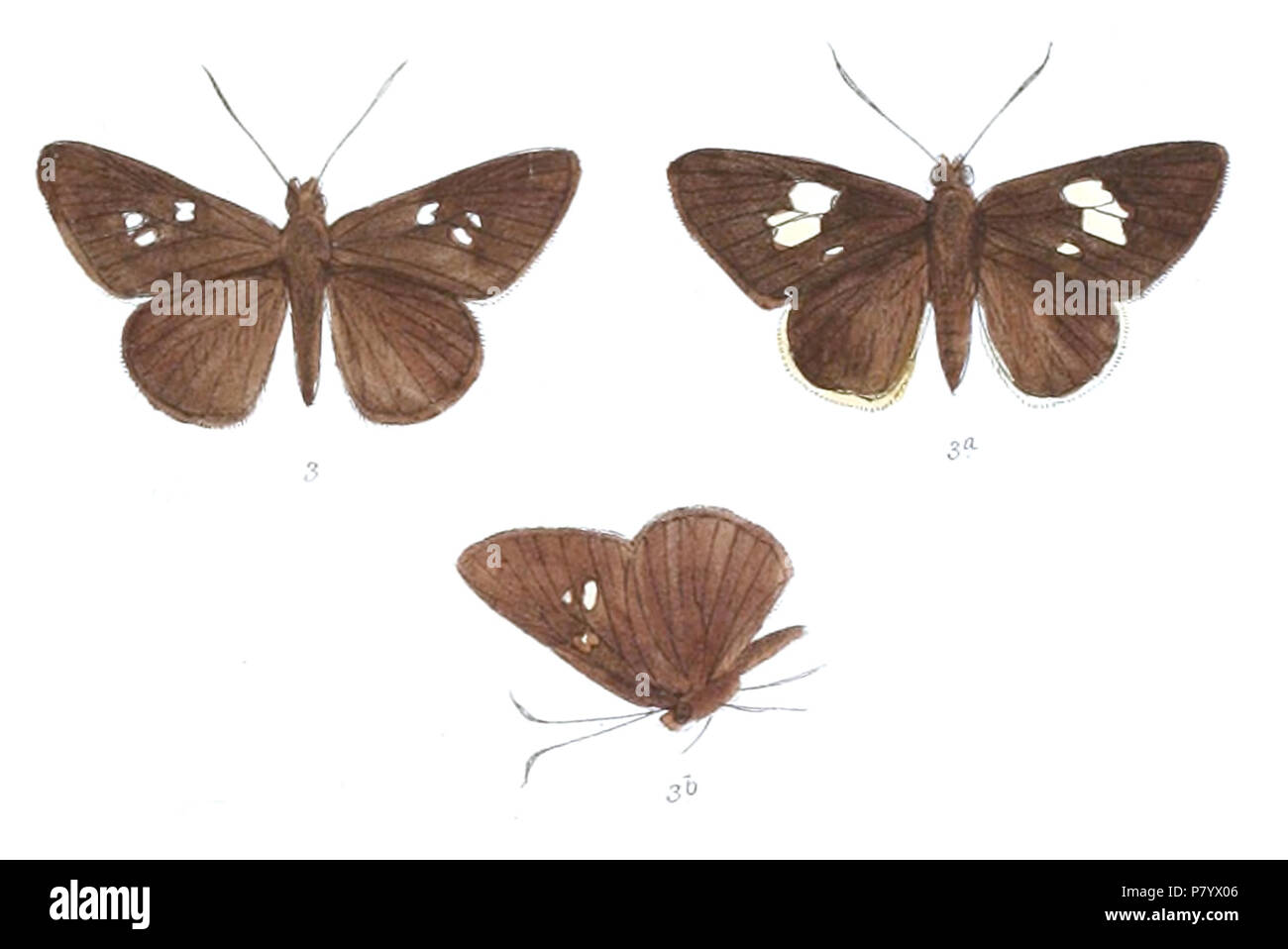 Lotongus calathus hi-res stock photography and images - Alamy