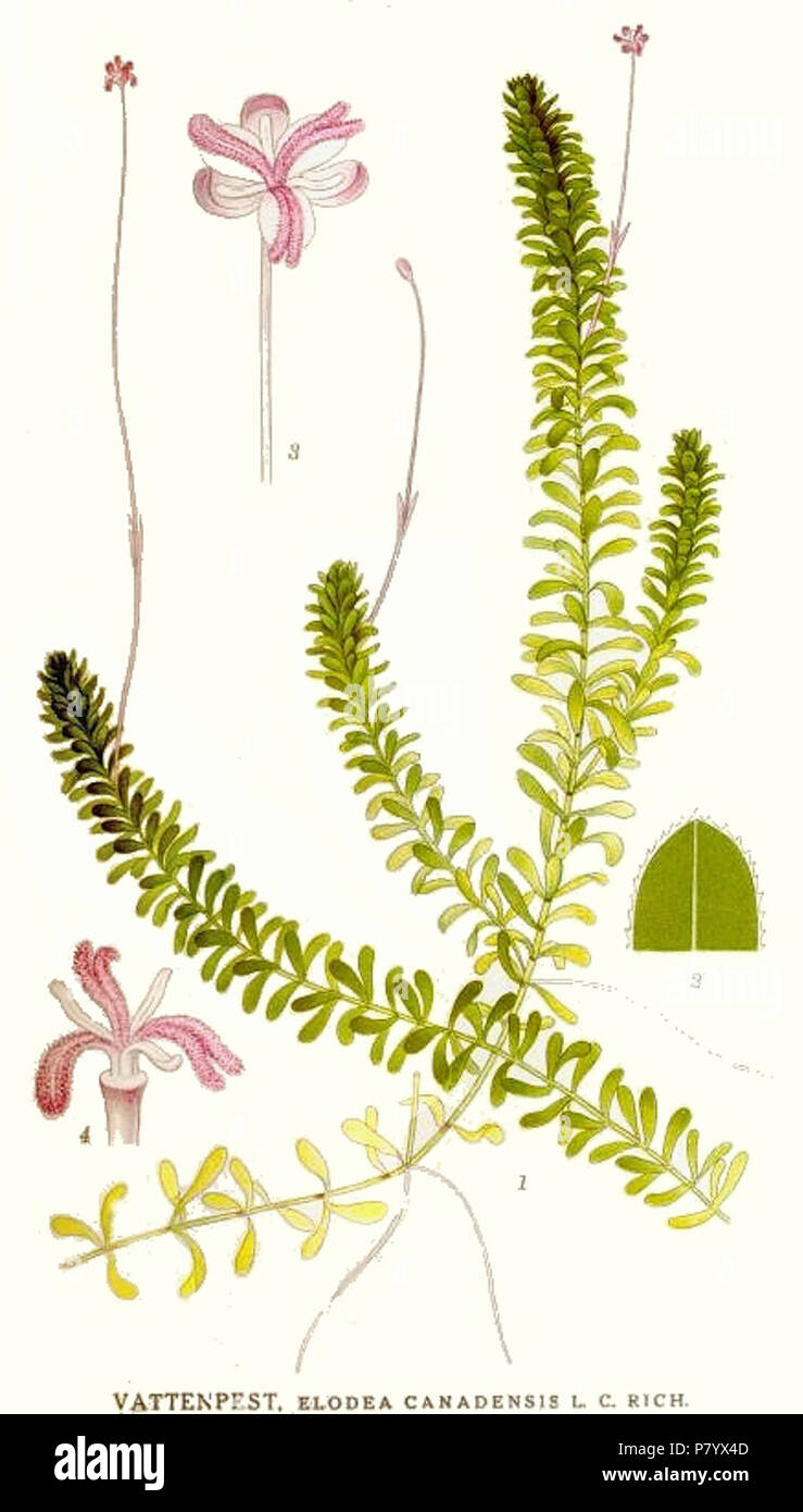 Elodea canadensis hi-res stock photography and images - Alamy