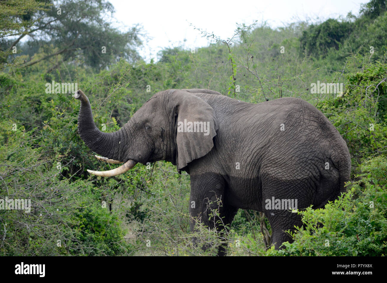 Adult male elephant in action, fresh out of water, eating trees in the ...