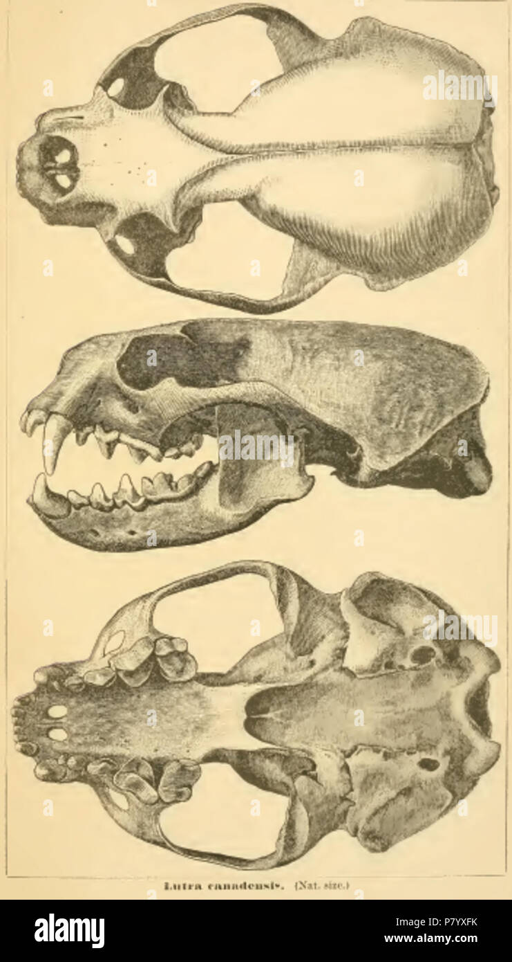 Extinct mammal skull hi-res stock photography and images - Alamy
