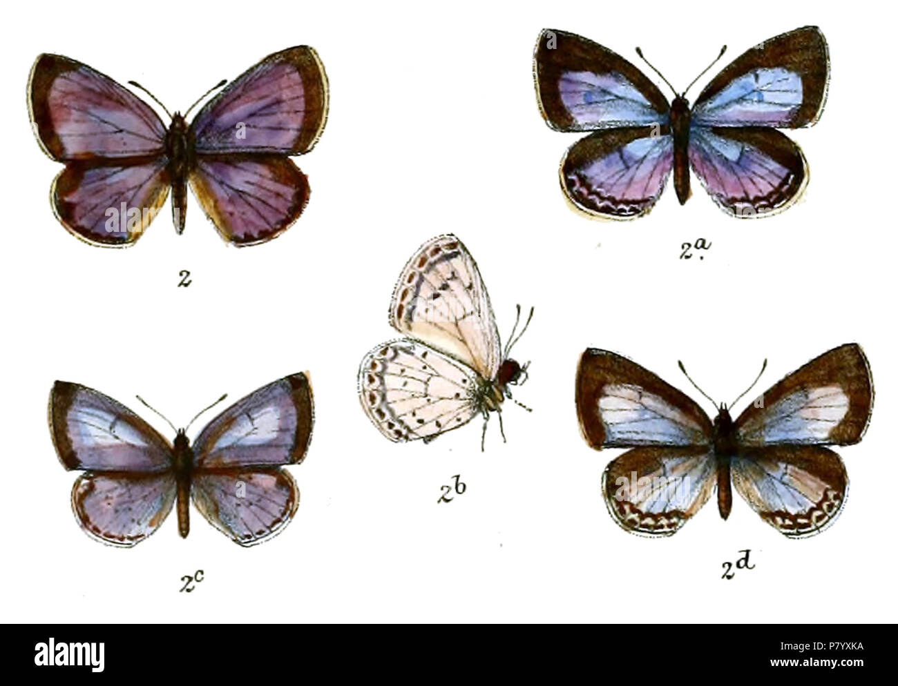 Sikkima hi-res stock photography and images - Alamy