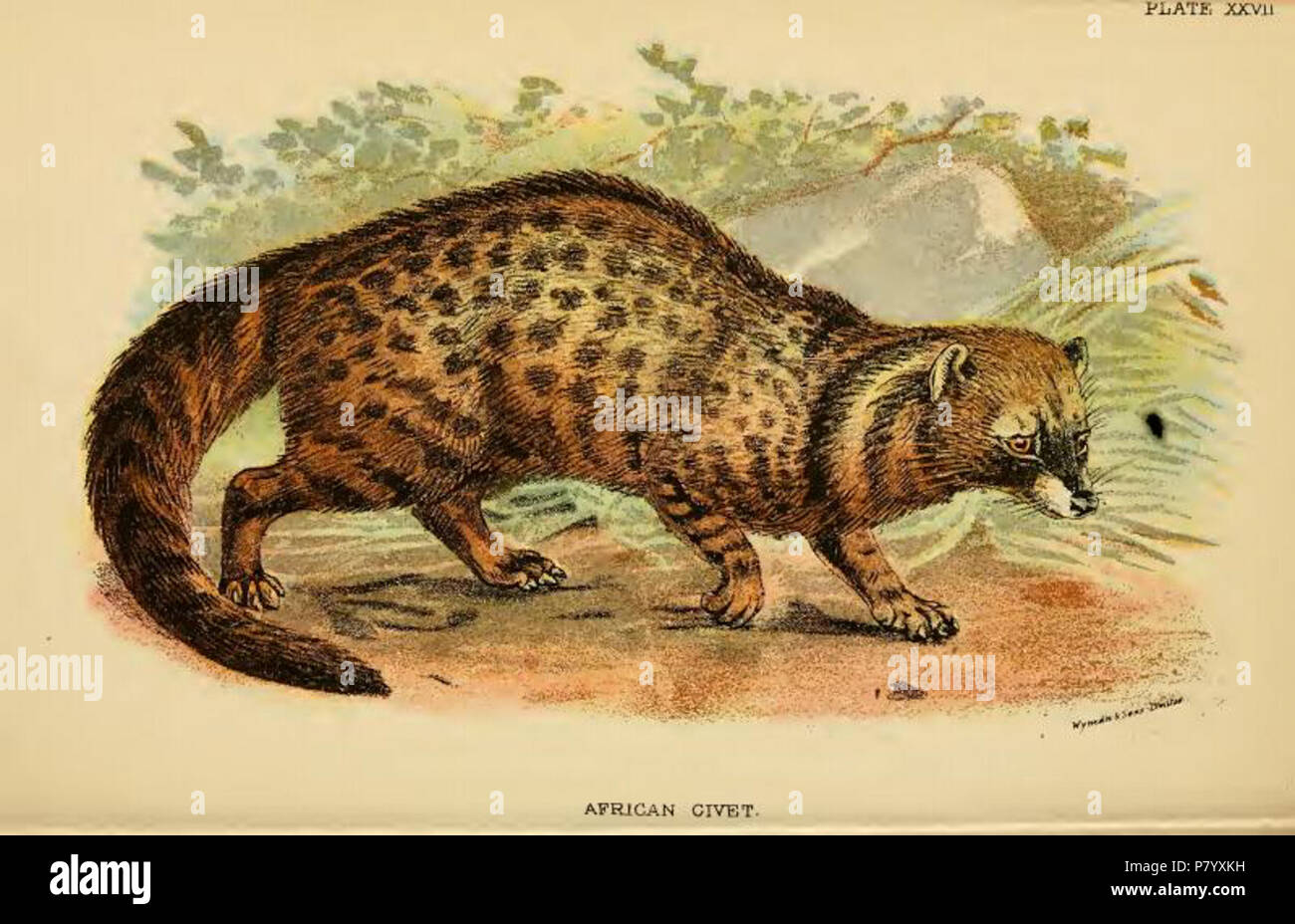 Viverra civetta hi-res stock photography and images - Alamy